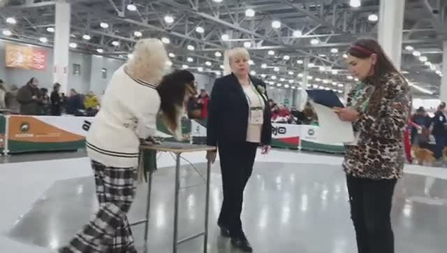 27.11.2022, Москва. Выставка РОССИЯ-2022. Ринг ШЕЛТИ, судья Кислякова О. (Беларусь)