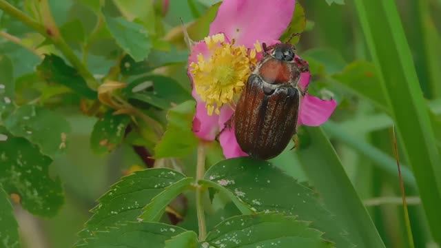 Июнь. Зарисовка.