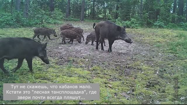 КАБАНЫ ВОЗВРАЩАЮТСЯ