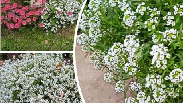 3 варианта как красиво выращивать Алиссум чтобы цвел шапками