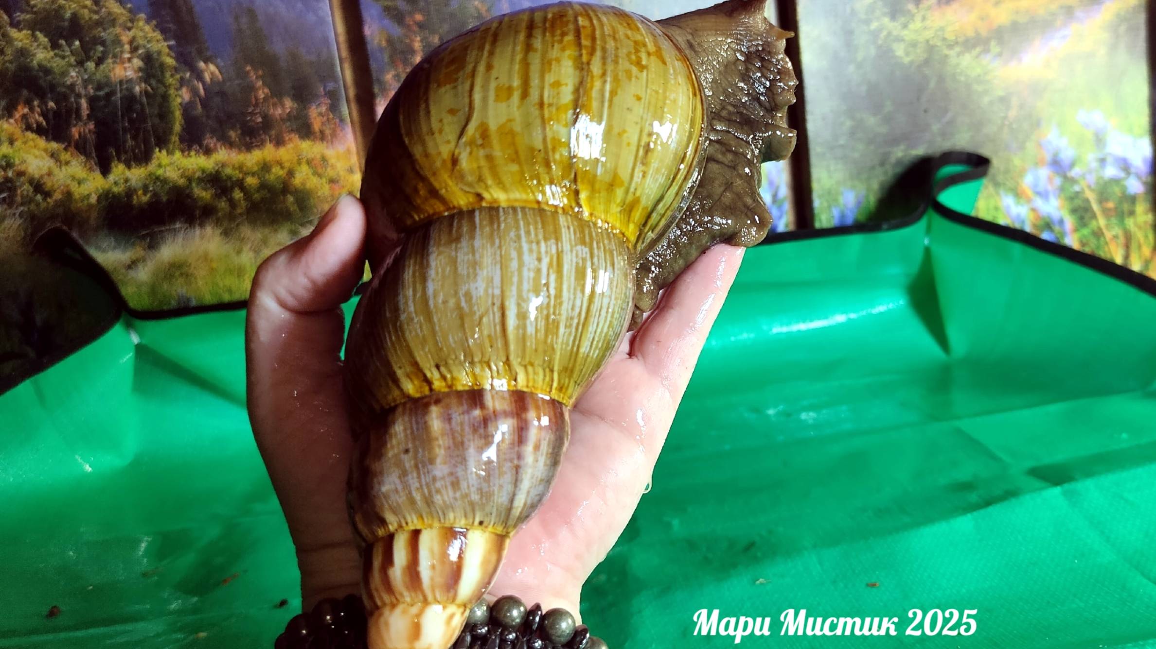 Вес улиток с размером раковины от 17 до 20 см #ахатинафулика 14/10/25