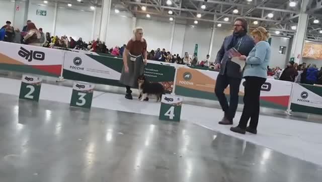 26.11.2022, Москва. Выставка РОССИЯ-2022-1. Ринг ШЕЛТИ, судья Белкин А.