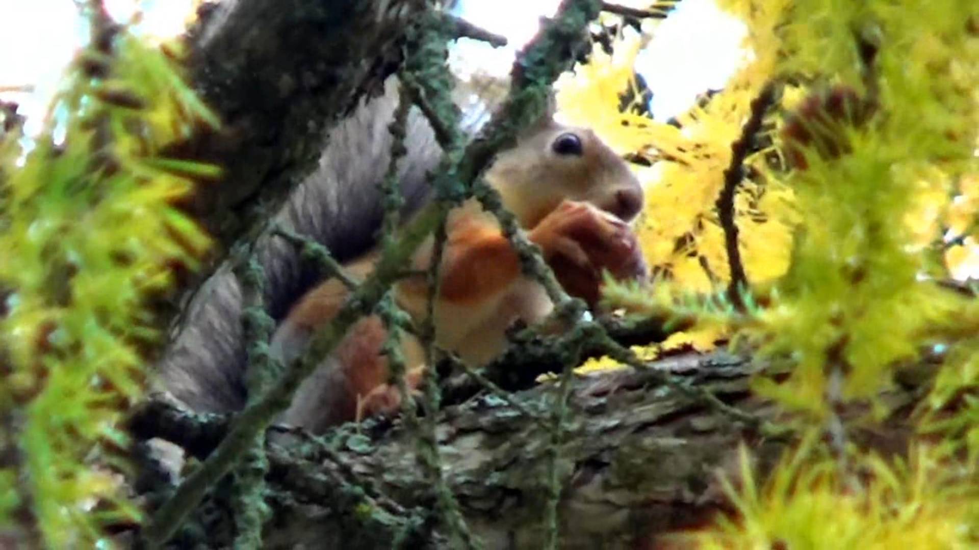 Белка грызет грецкий орех