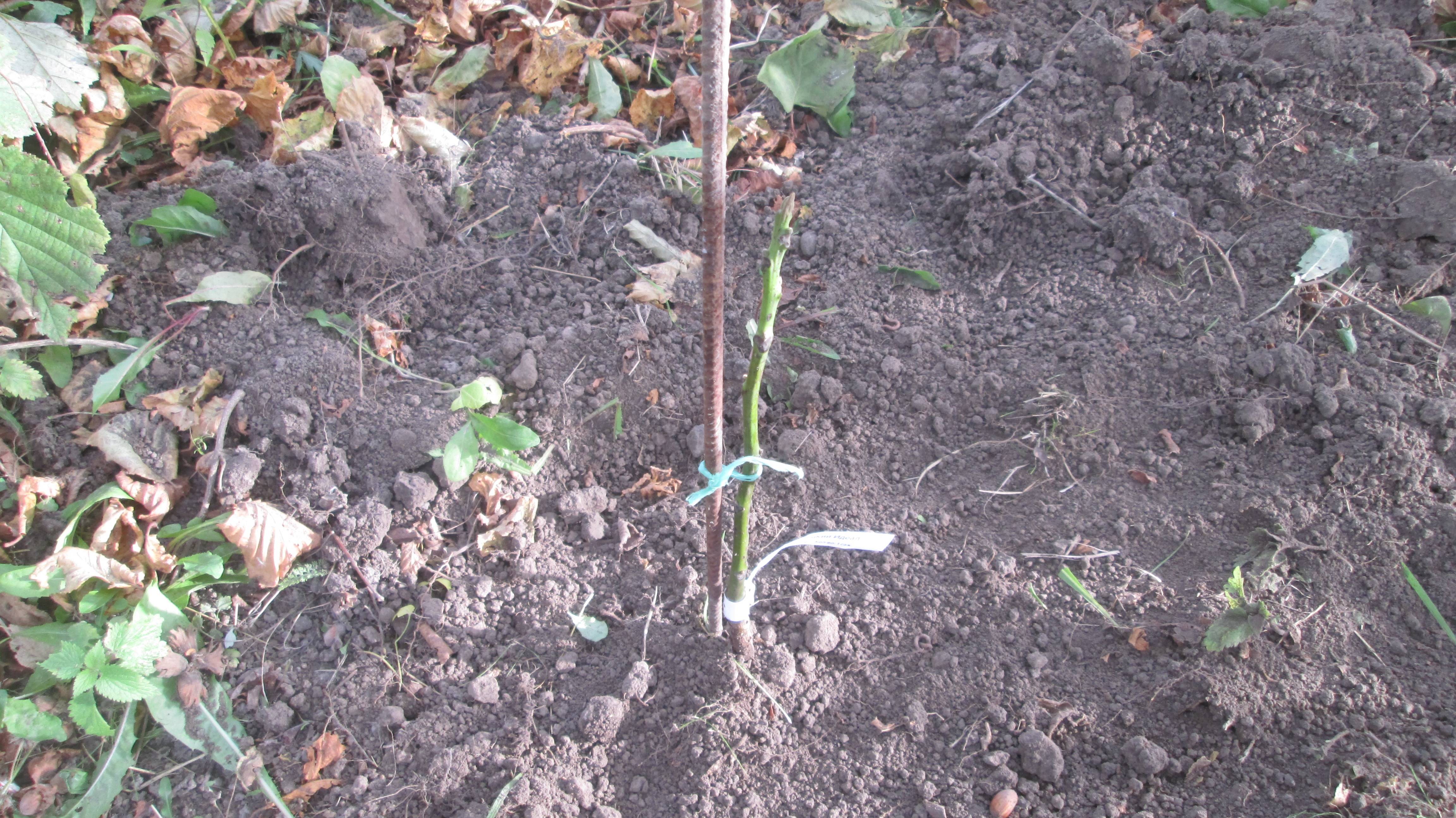 Посадка грецкого ореха