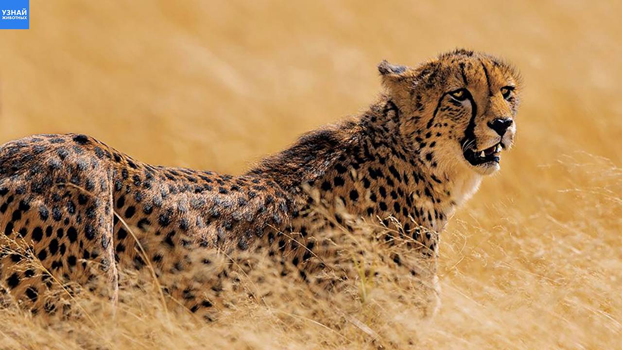 Как охотятся гепарды — самые быстрые животные в мире!
