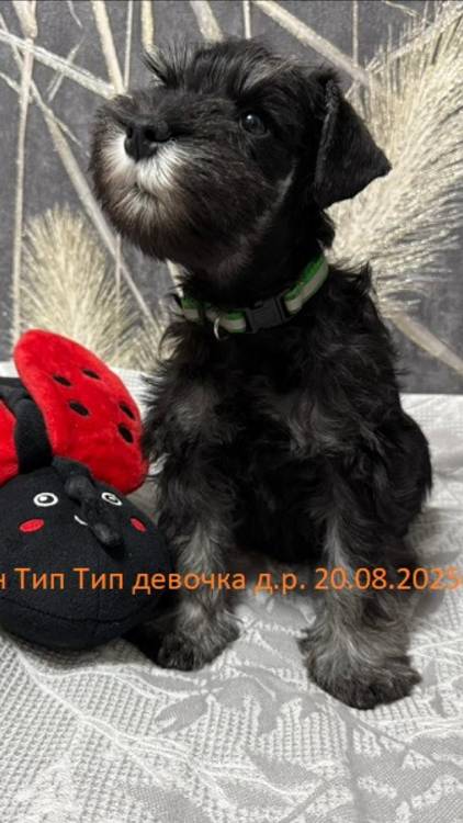 Малыши цверги, Девочка в зеленом ошейнике с отражателем свободна.