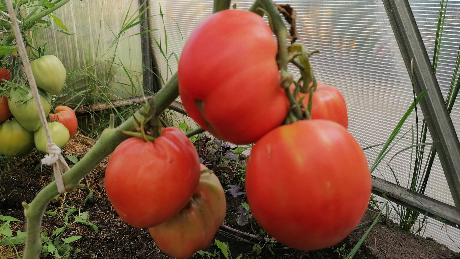 Крупноплодный, вкусный и урожайный томат, не требует особого ухода, редко болеет.