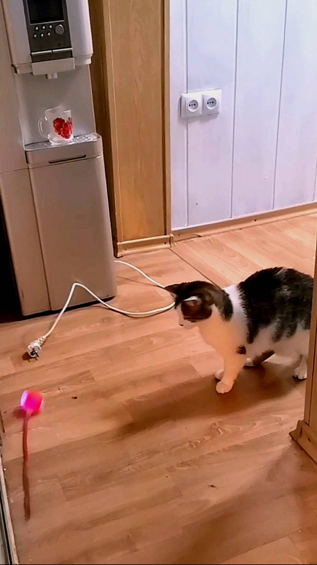 Когда кошке Грейси подарили новую игрушку... 😻🤘😻