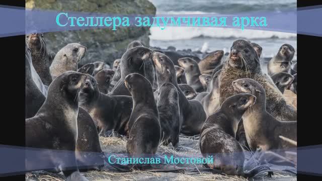 Стеллера задумчивая арка