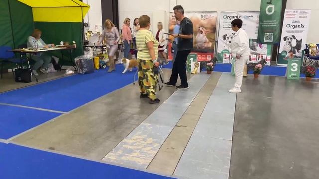 XXVIII НВШ-01.09.2024-Санкт-Петербург, судья Рубинштейн( "Бьюти Эйбл"). Часть 2 Суки