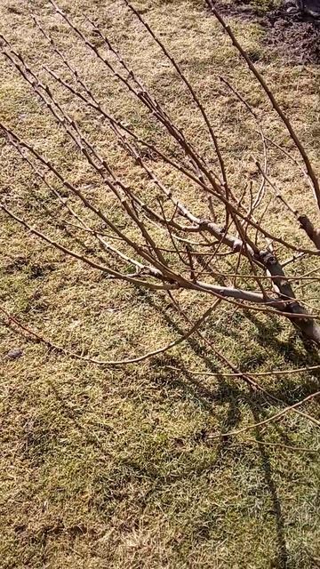 Неправильная обрезка груши на веник в саду