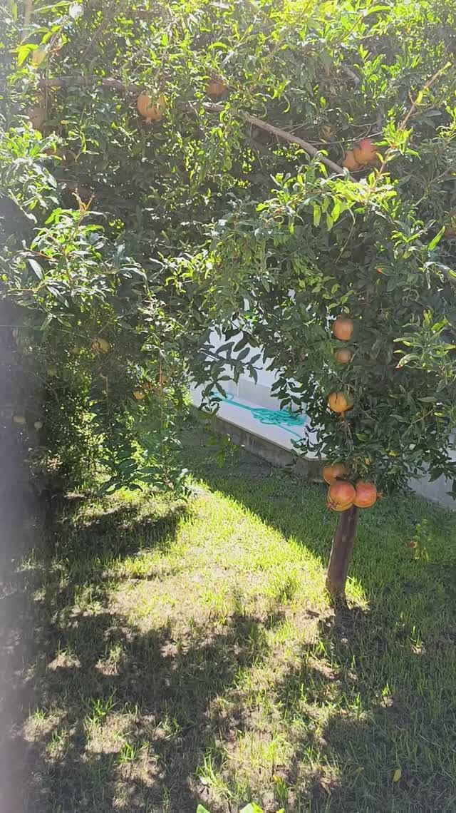 Гранат Кемер Турция