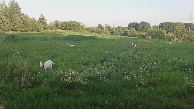 🐐Козочки на лугу🐐Летняя идиллия🐐