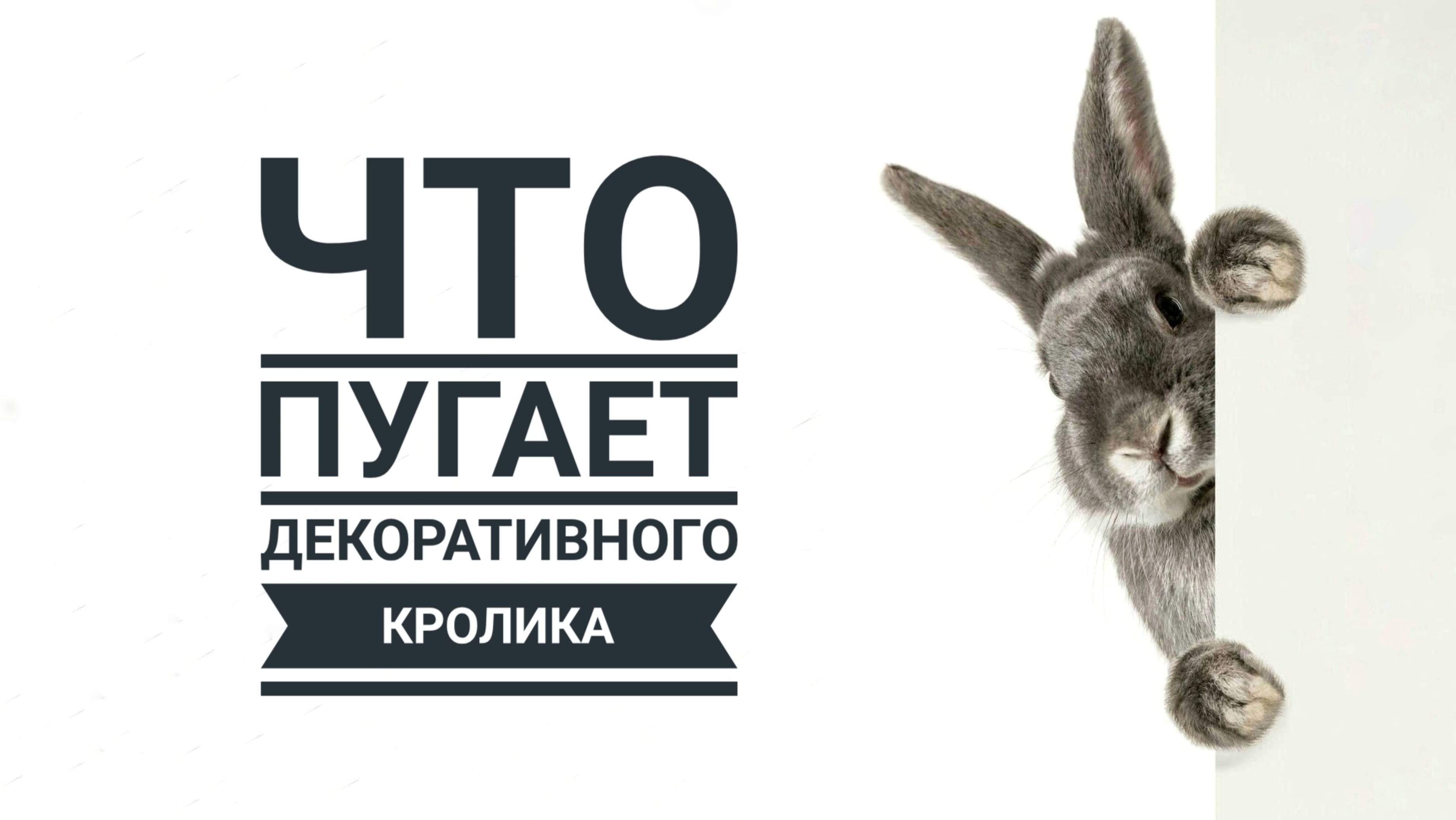 Что пугает декоративного кролика