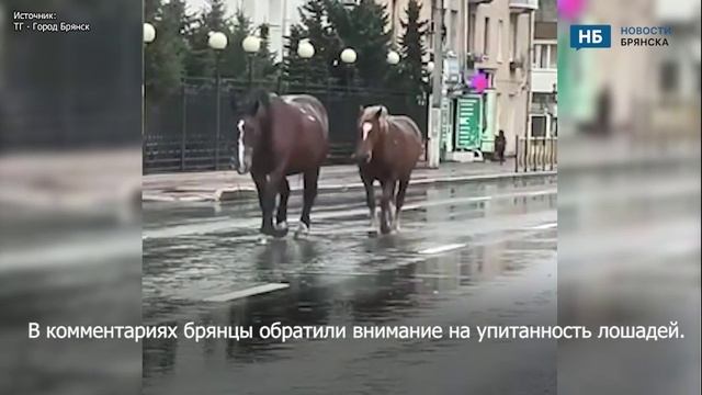 Упитанные кони удивили брянцев в Володарском районе