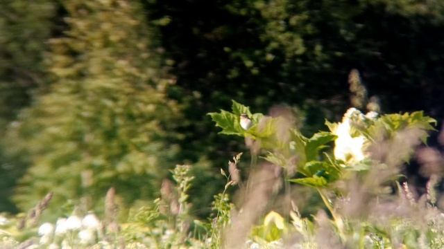 Чекан и борщевик