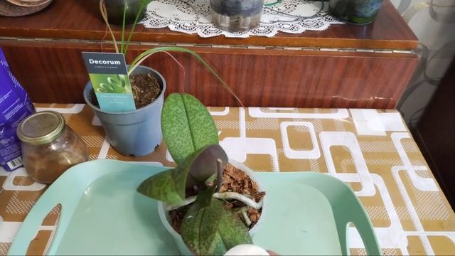 Новинки, парфюмерная фабрика сюрприз и альбука спиральная 💞