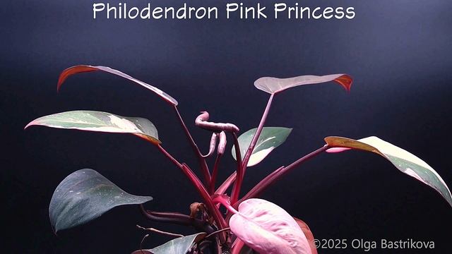 Philodendron Pink Princess