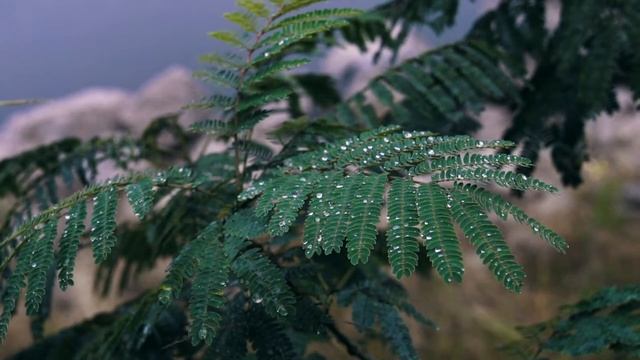 Romantic Piano - Beautiful Relaxing Piano Music