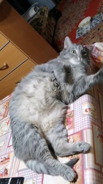 Кот Бублик на столе