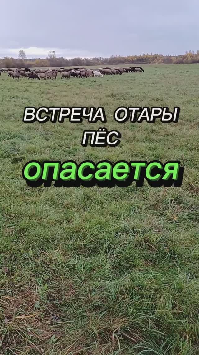 Встреча отары, пёс в недоумении 🐕🤔