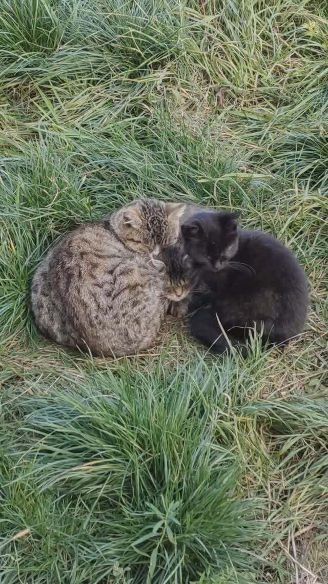 Жмемся мы к друг дружке, чтоб теплее стало!
