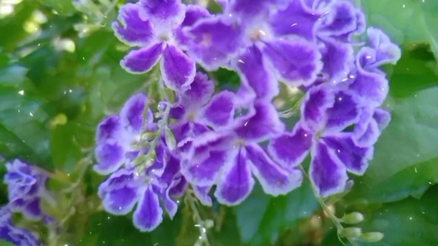 Я ЕЩЕ́ КРАСОТОЧКА