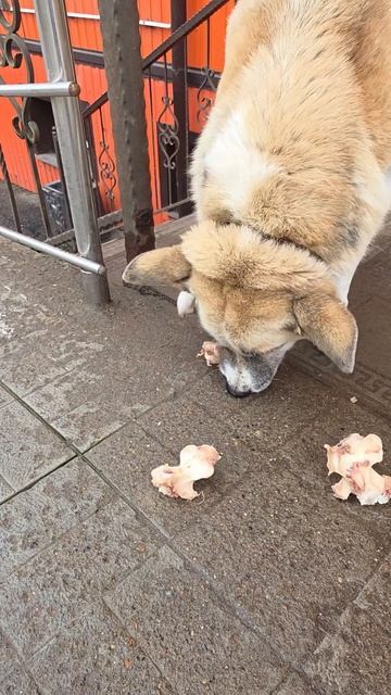 Арчи и косточка