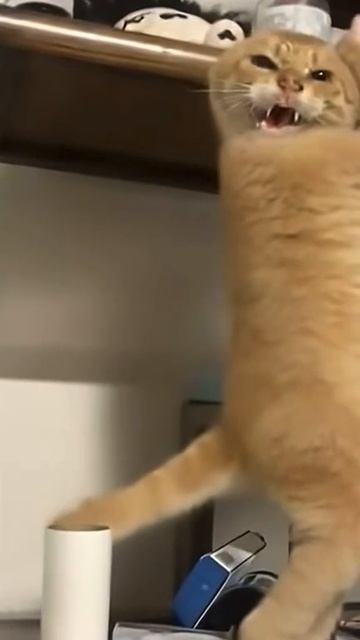 Кто-то: нейросети уничтожат наше человечество!  Тем временем нейросети:   VideoCook — Подписаться