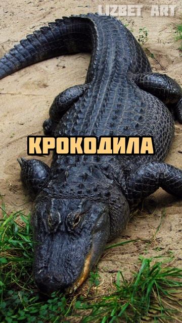 Рисую несуществующее животное🐈+🐊=❓(ч.108) #tiktok #shorts #art #gouach