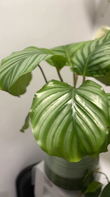 Как адаптировалась орбифолия