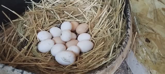 Грецкие орехи сбор.Куры снеслись