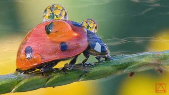 Прп. Исихия слово о трезвении и молитве ч.28