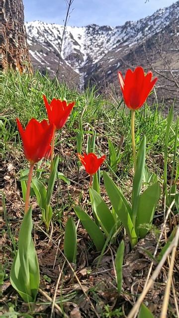 Дикие тюльпаны Пальтау #Тюльпаны #Tulips #WildTulips #Uzbekistan #MountainView #SpringVibes #travel