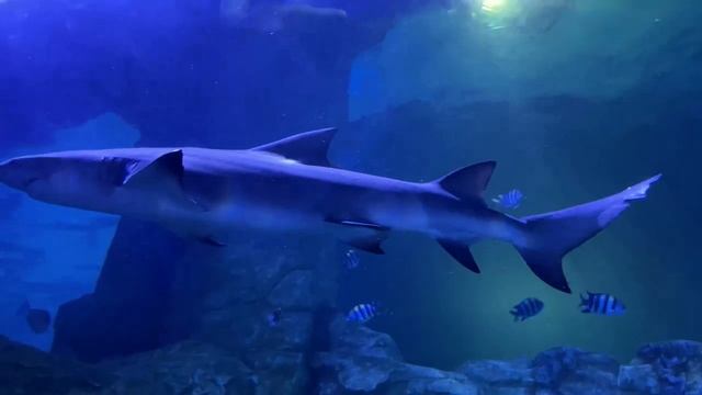 Meditation Healing - Relaxing Music for Sleep & Meditation