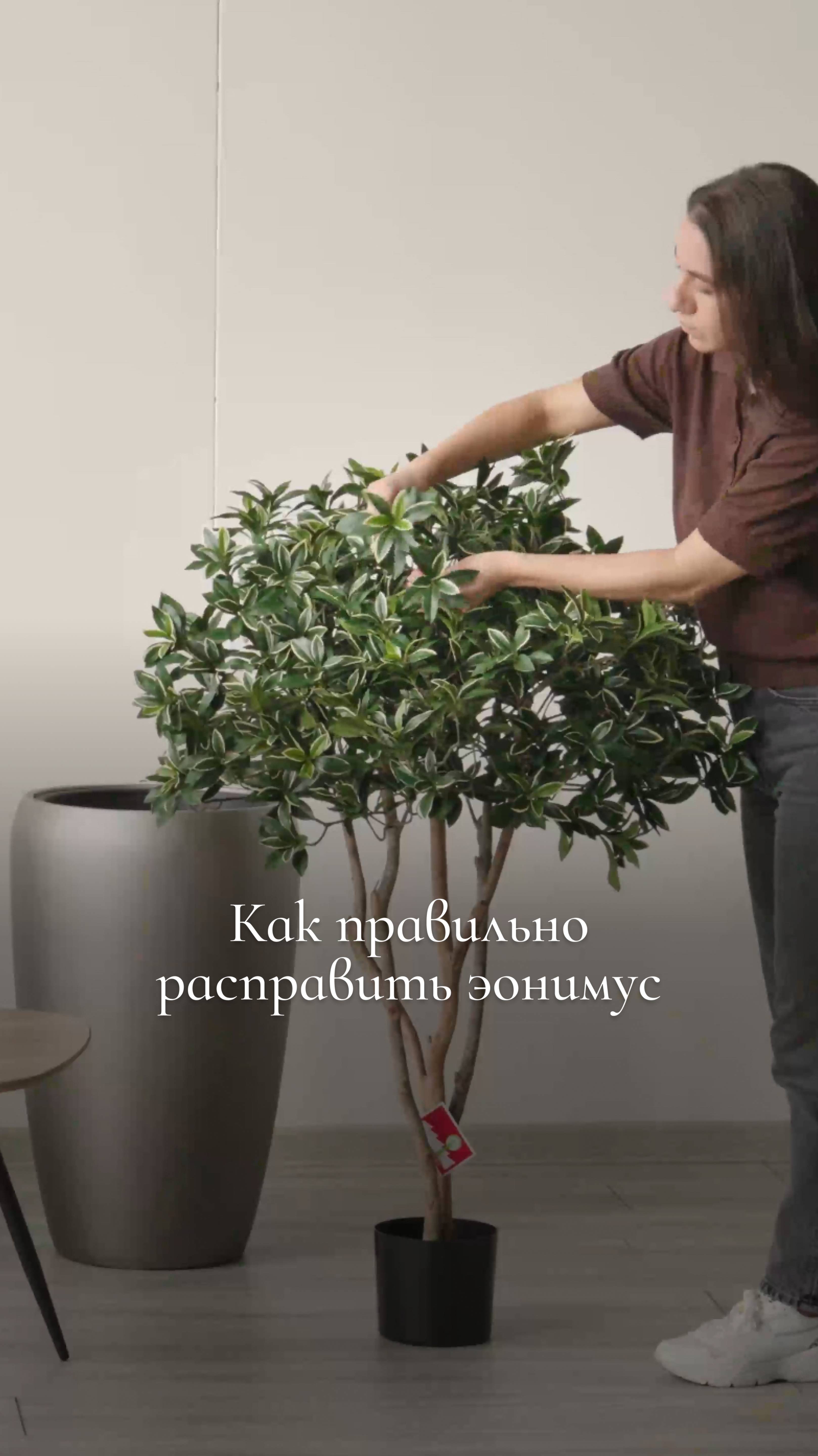 Эонимус: безупречный силуэт за пару минут