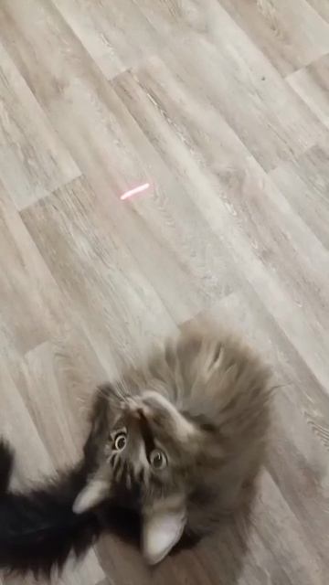 😄 охота 😻 Цезаря на лазерный луч 🤪