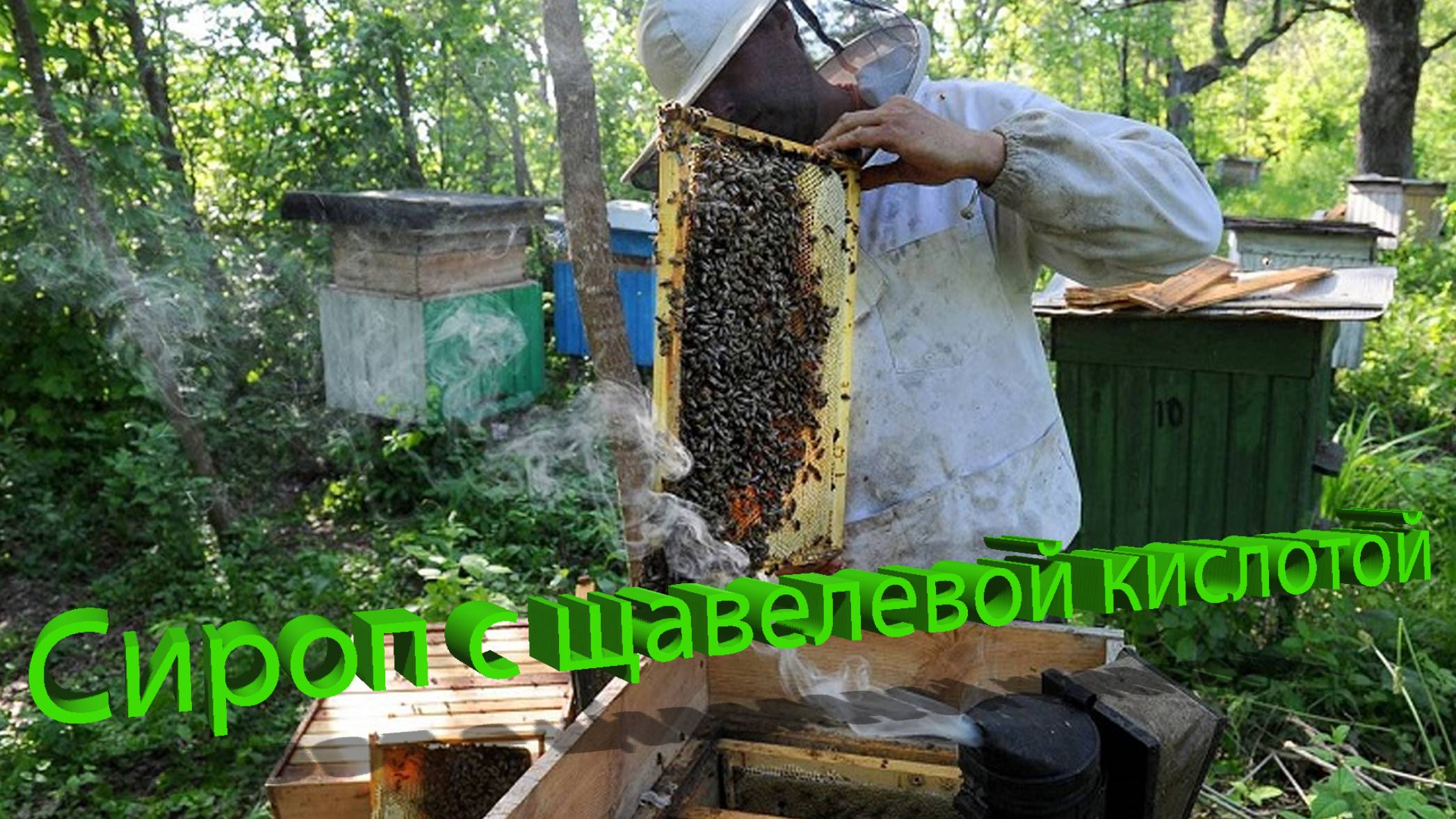 "Общественный желудок" под угрозой? Влияние щавелевой кислоты на качество мёда. Лекция Кашковского