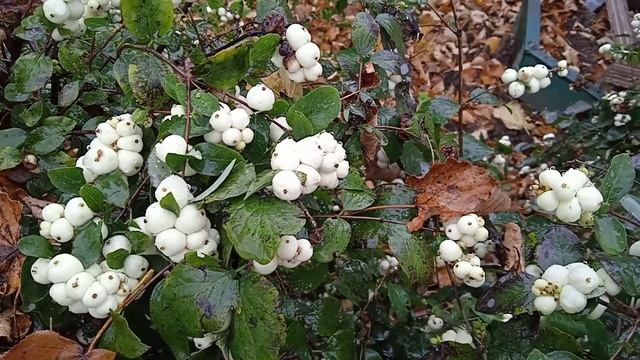 Снежноягодник: 10 аргументов за выращивание декоративного кустрника на участке