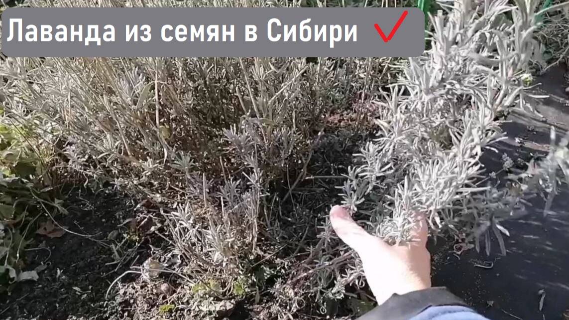 Лаванда из семян в Сибири. Почему не зимует? Как укрыть и сохранить?