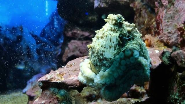 Meditate Atmosphere - Relaxing Music for Sleep & Meditation