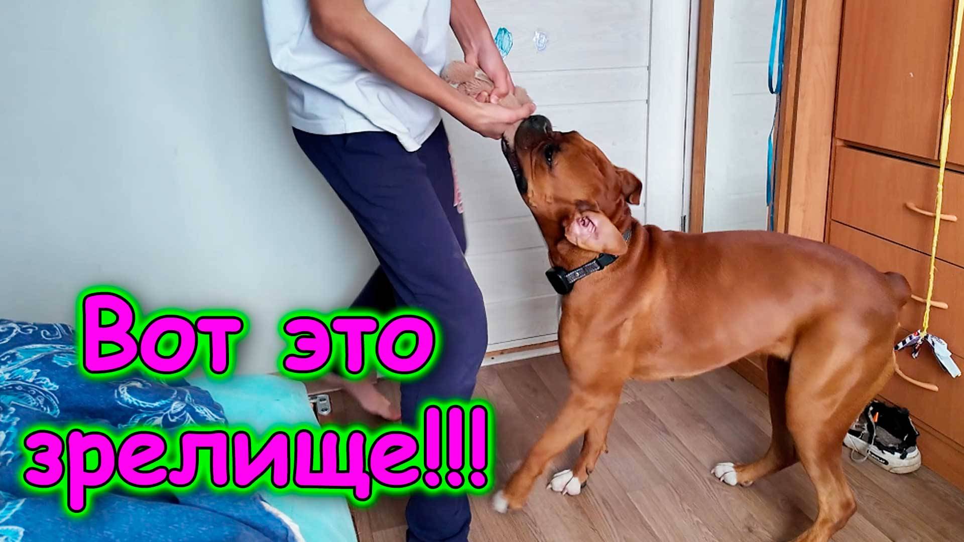 Жесткая борьба Тимофея с Джесси. Кто кого. (10.25г.) Семья Бровченко.