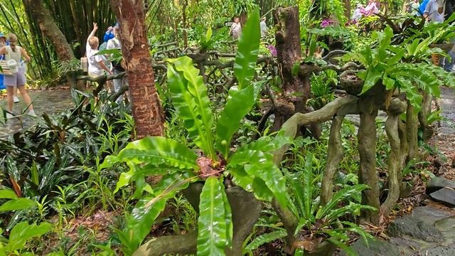 Тропический лес Янода