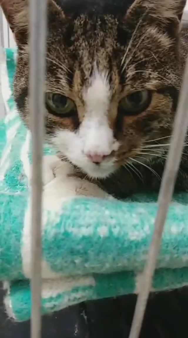 Котик благодарно мурчит в тепле.