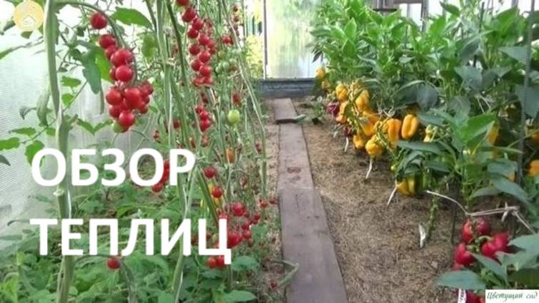 Обзор огорода и теплиц//Лучшие сорта томатов и перцев на моем участке.