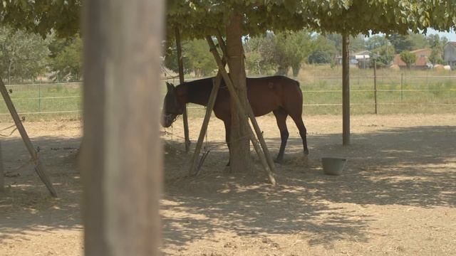 Fugleman UT10 X усердно работает на конном заводе