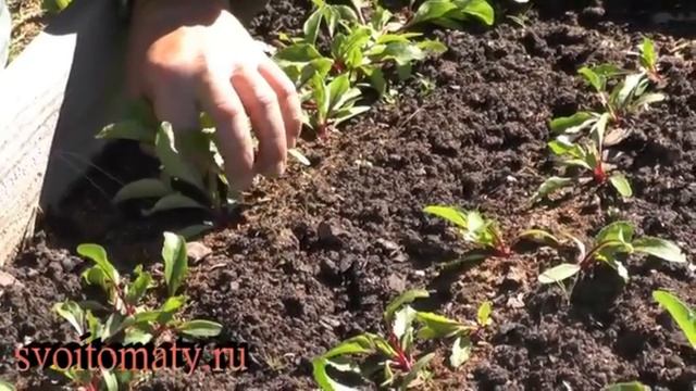 Посев свеклы - Почему она у меня всегда растет урожайная и вкусная