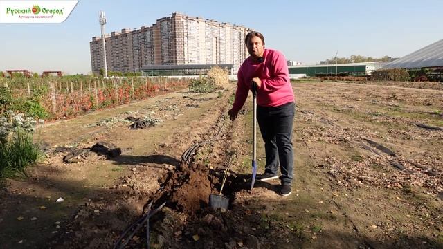Как организовать прикоп саженцев осенью.