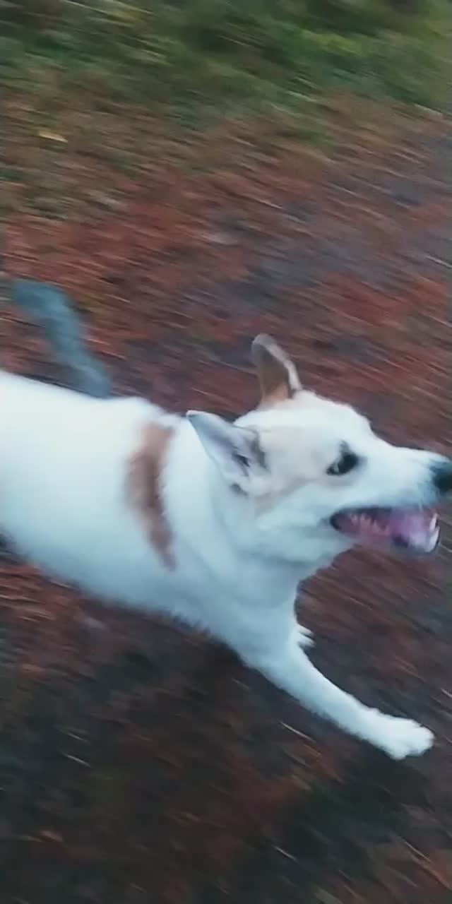 Хельга ищет ДОМ