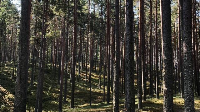 Карелия, Сямозерье. 2025.